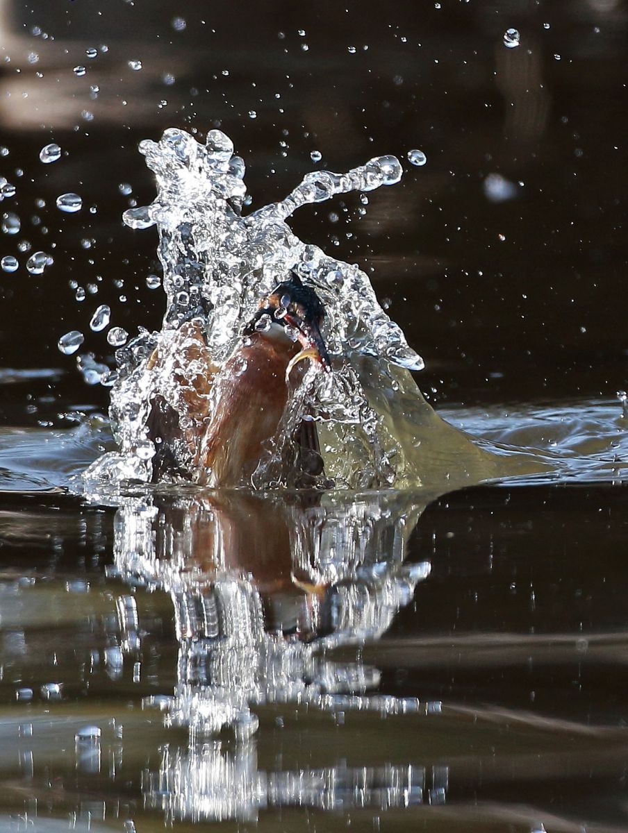 カワセミ642 | GANREF