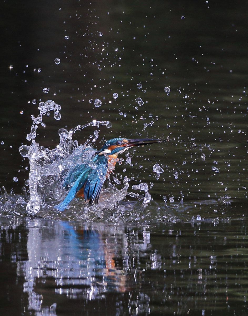 カワセミ481 | GANREF