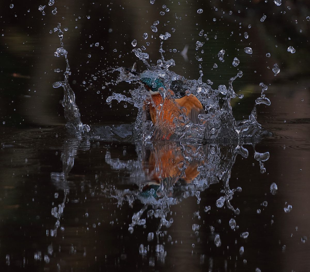 カワセミ328 | GANREF