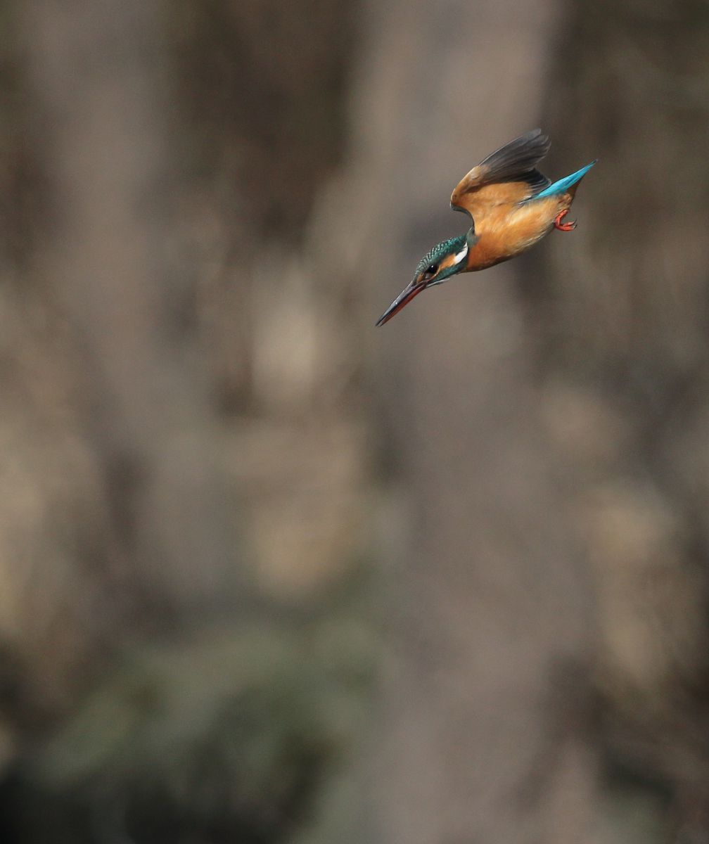 カワセミ657 | GANREF