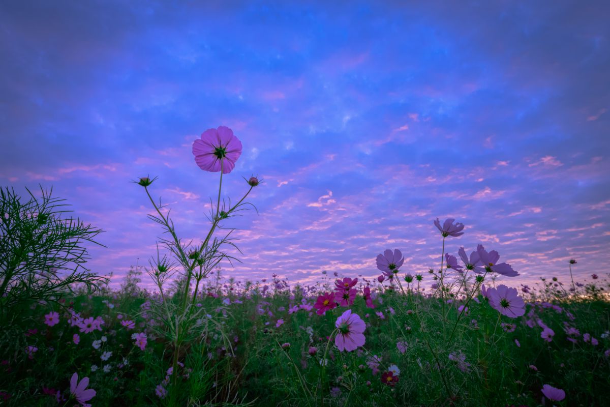 End of September | GANREF