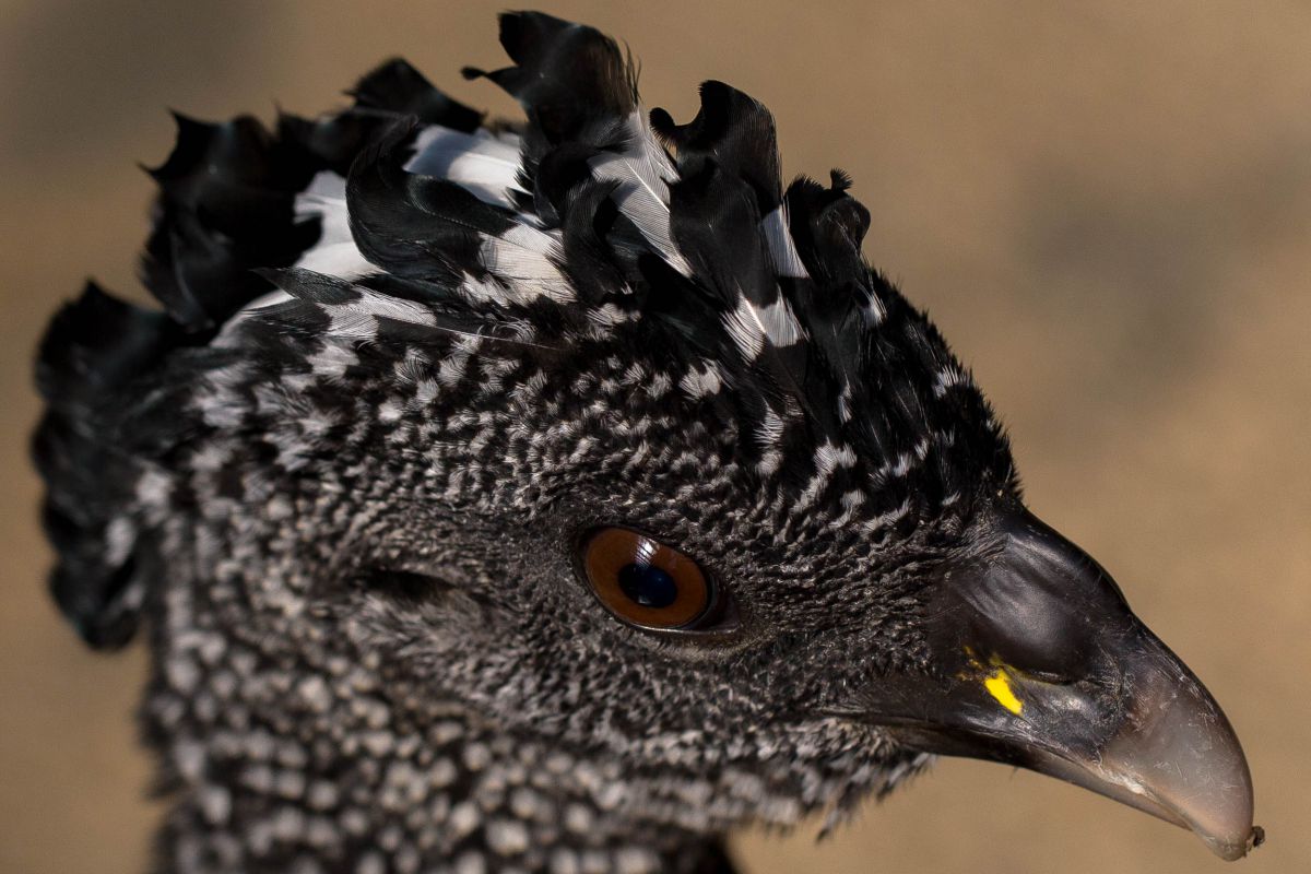 RED DATA BIRD | GANREF