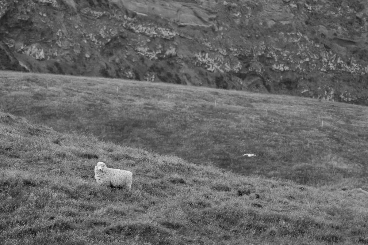 You Are (Not) Alone | GANREF