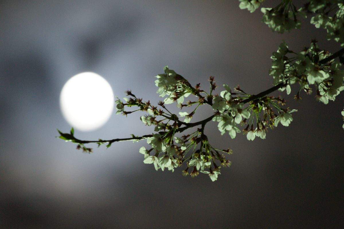 DSC01290.JPG | GANREF