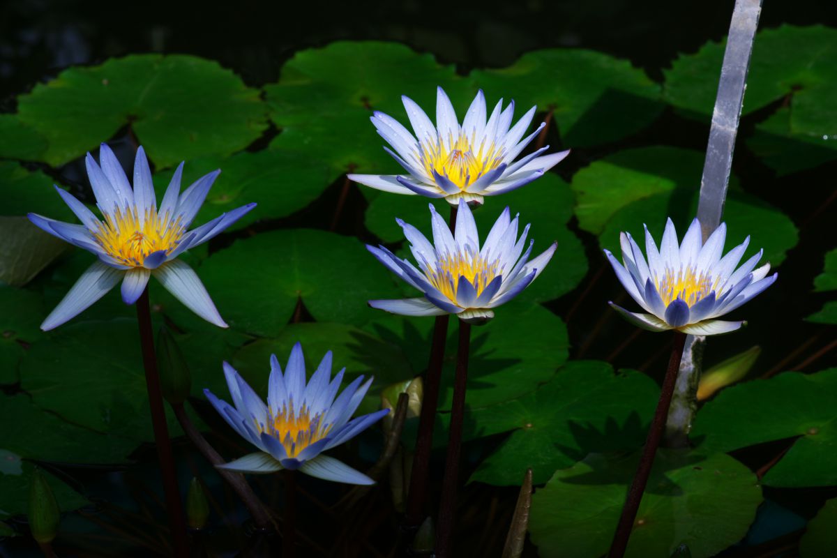 synchronized | GANREF