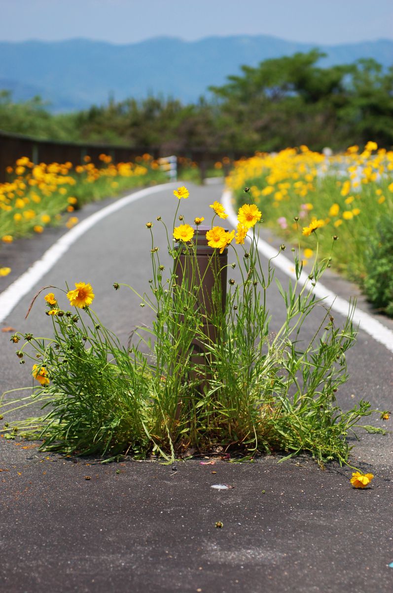 wild flower | GANREF