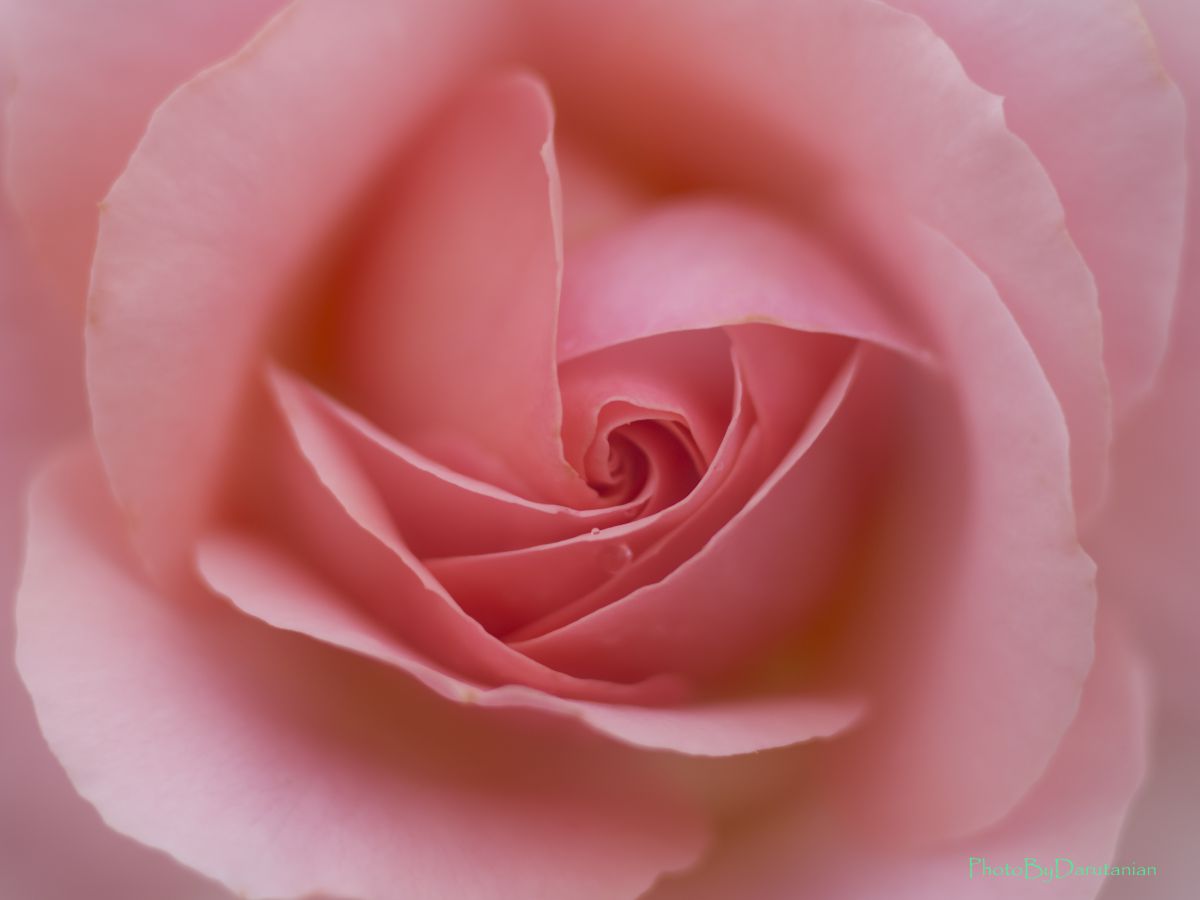 Rose-Fin. | GANREF