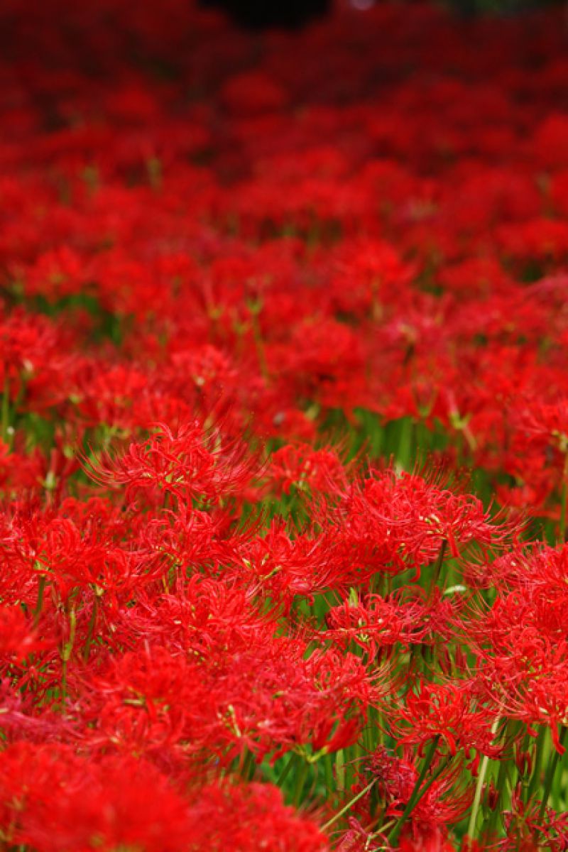 緋のエクスタシー | GANREF