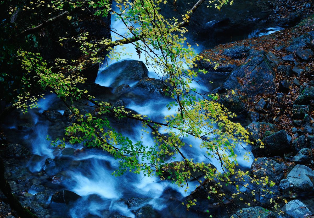 晩秋の黄葉 | GANREF