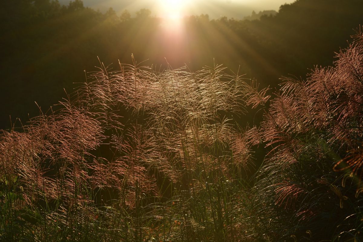 ススキ輝き | GANREF