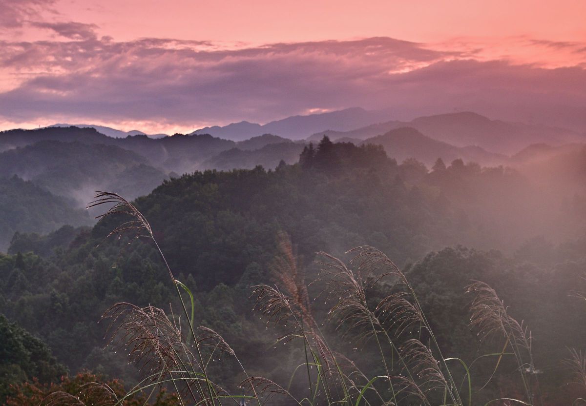 Misty morning | GANREF