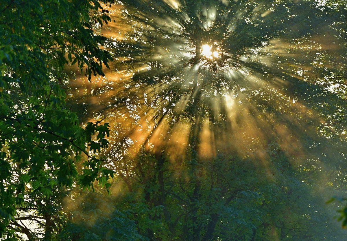 Radial shine | GANREF