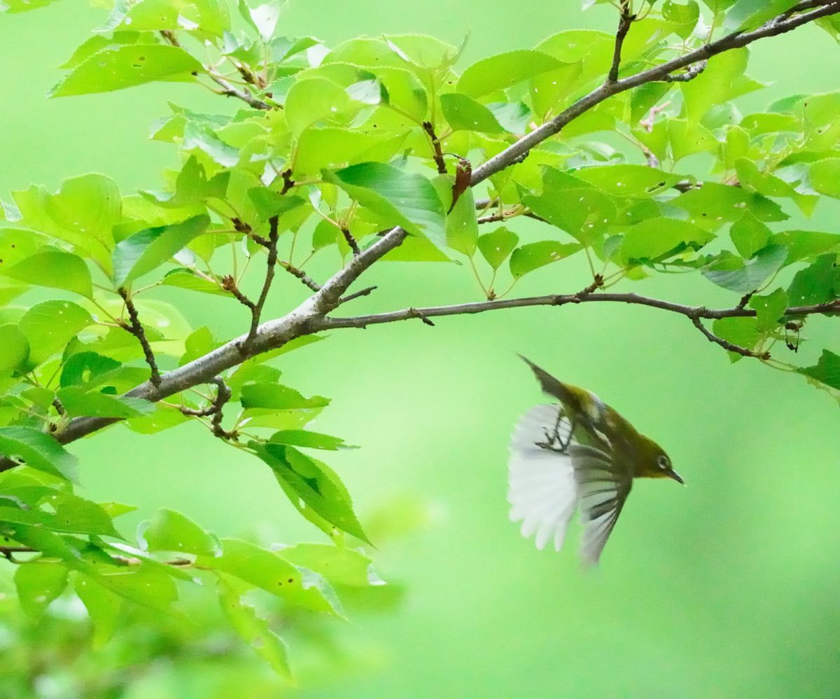 image green | GANREF