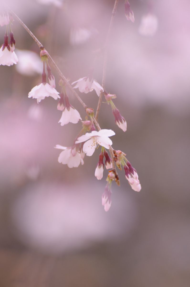 柔らかに | GANREF