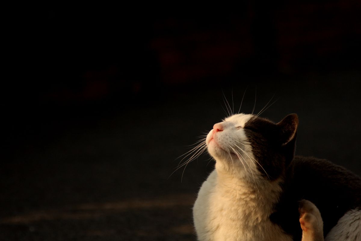 ささやかな幸せ | GANREF