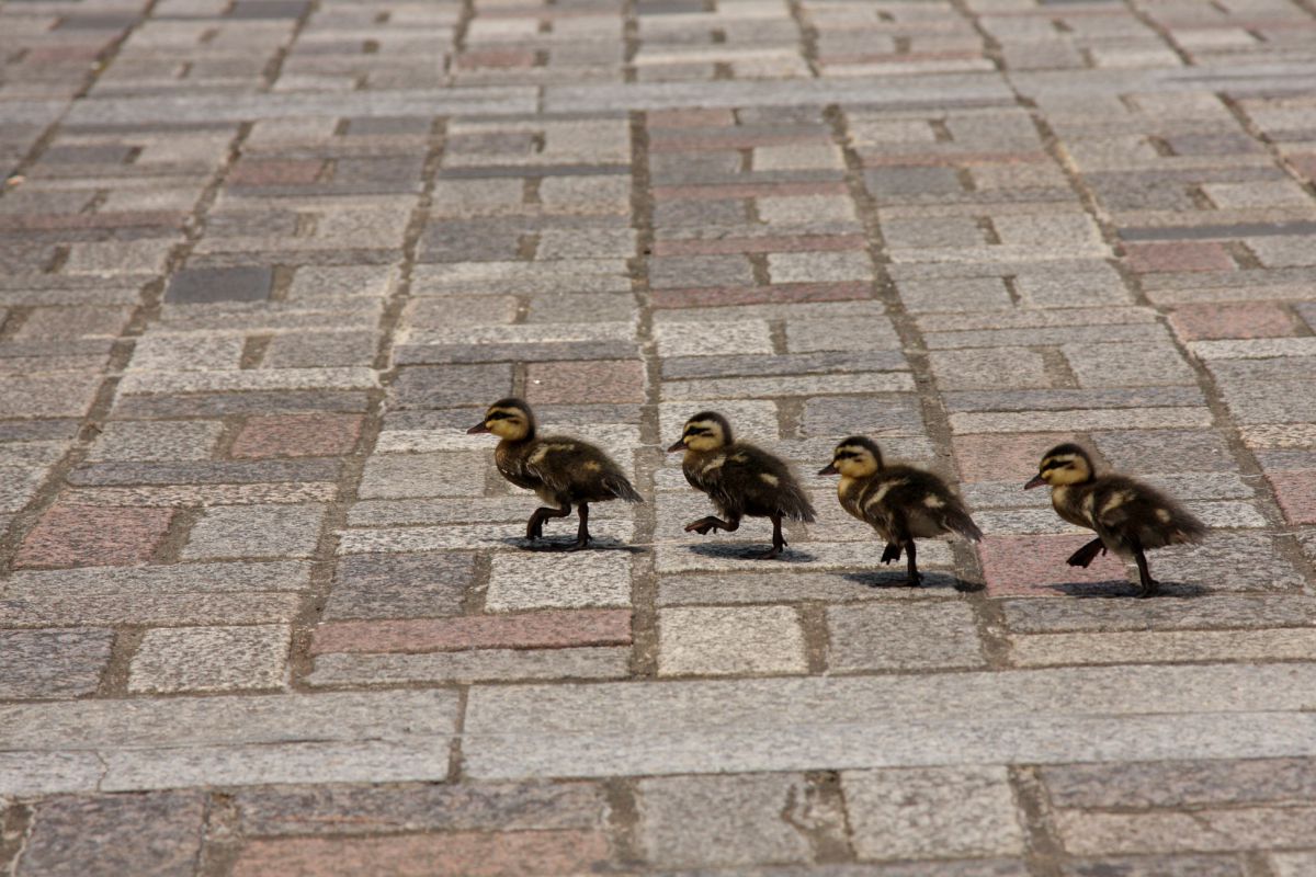 Karu-Gamo Babies Going Home | GANREF