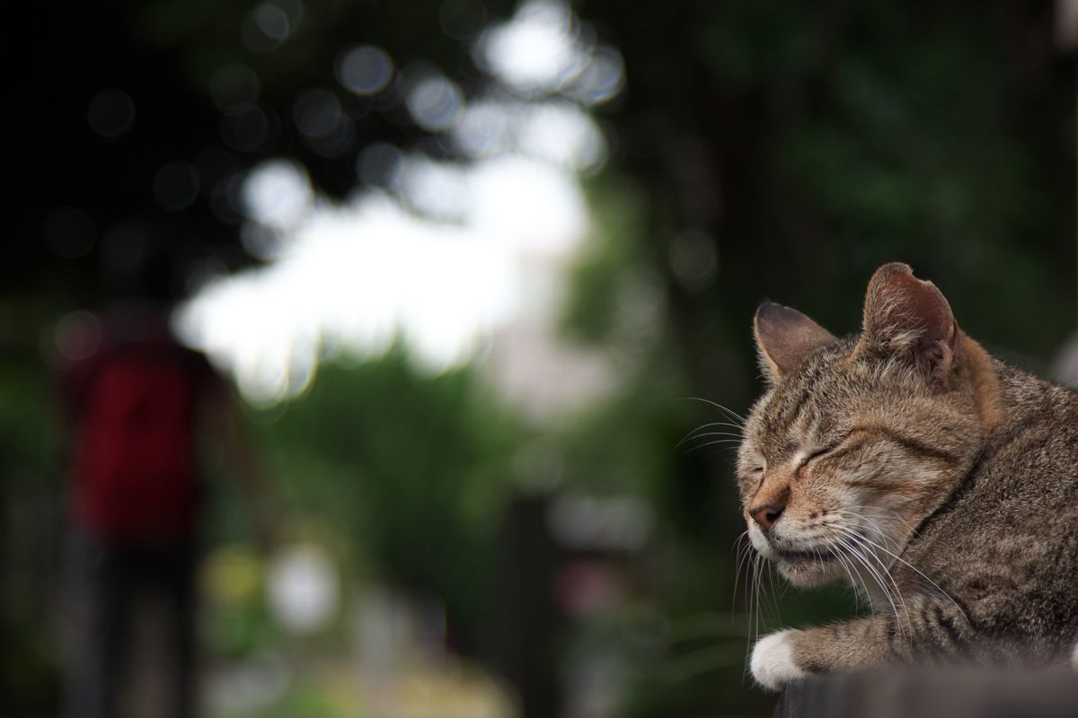 盛夏の頃 | GANREF