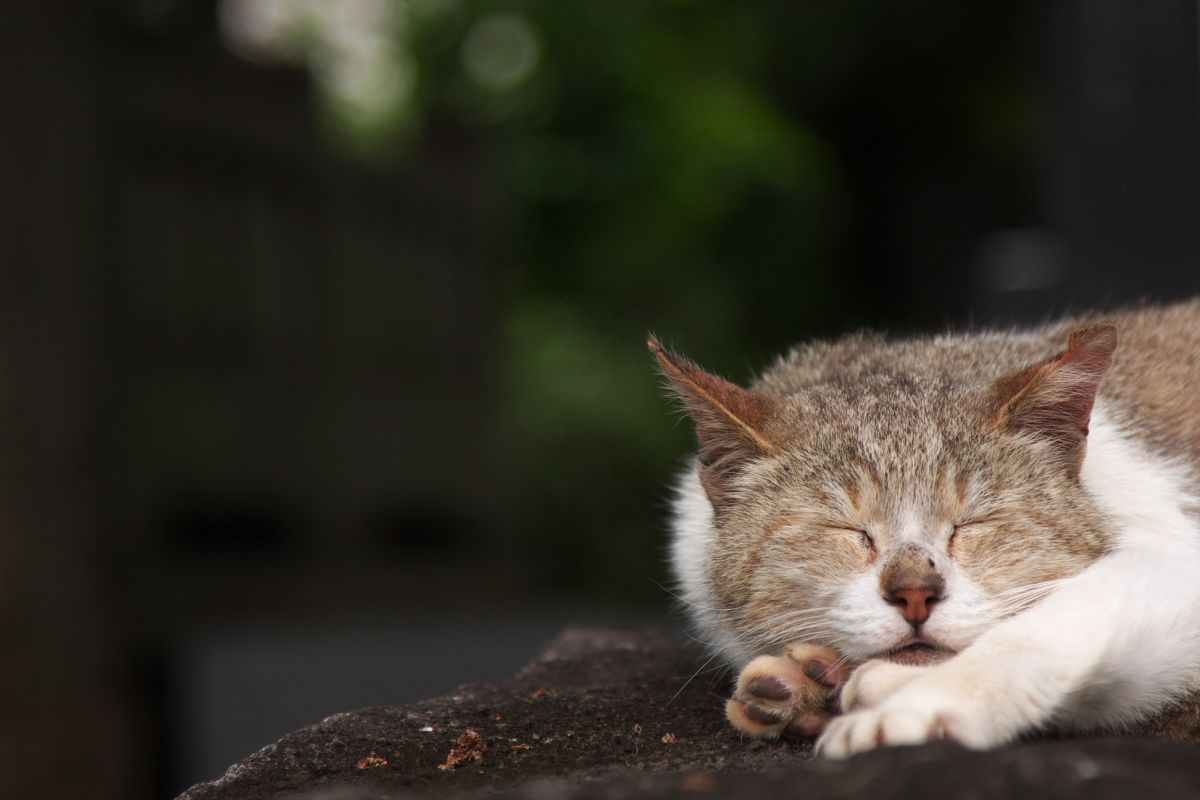 初夏の午後 | GANREF