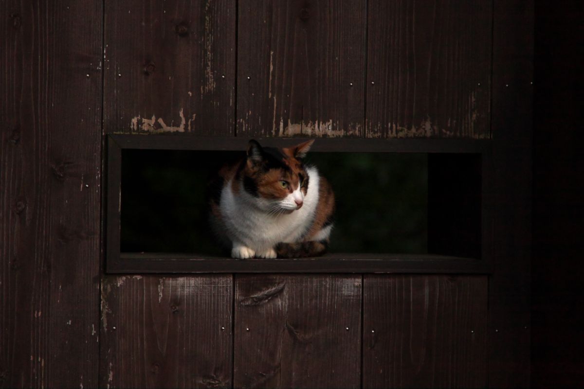 Exit (for Cat) | GANREF