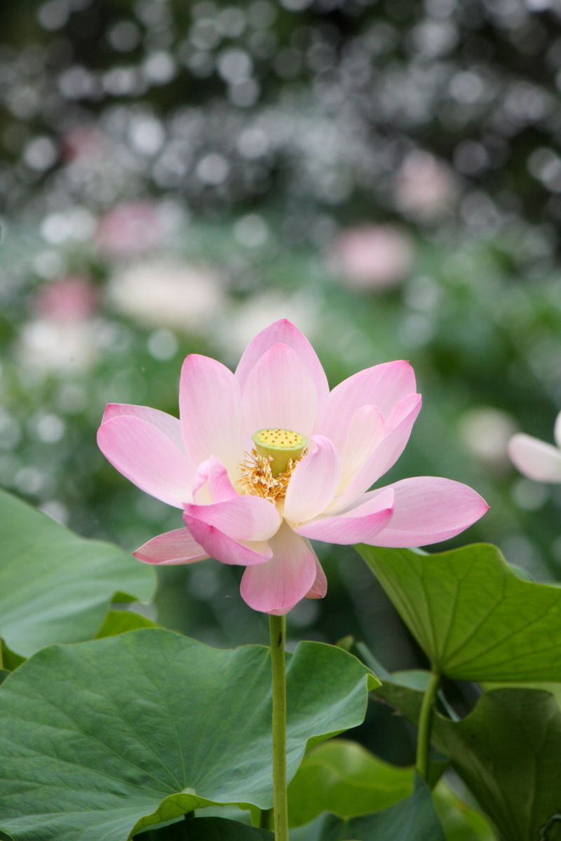 輝きのとき | GANREF