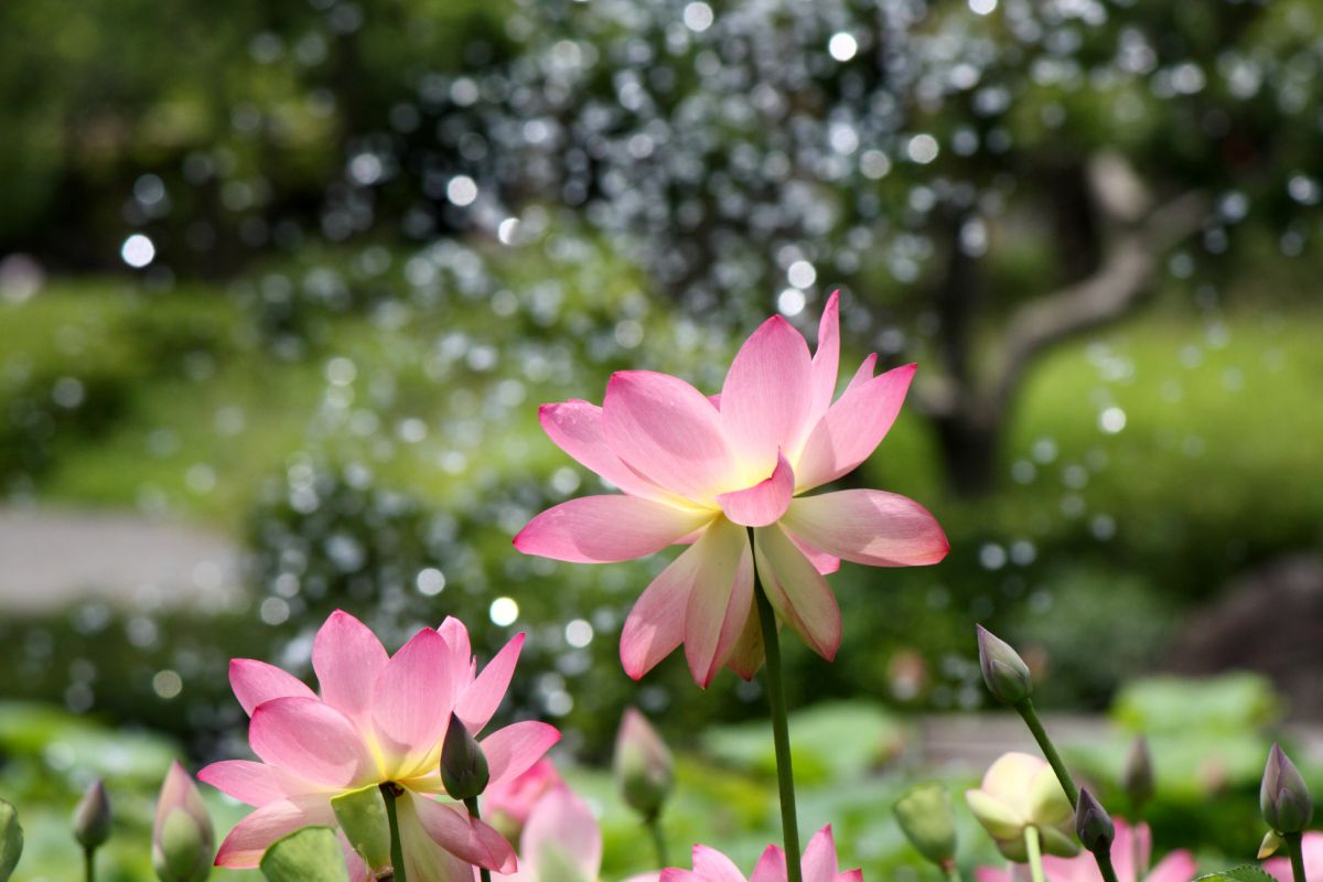 Lotus in Splash | GANREF