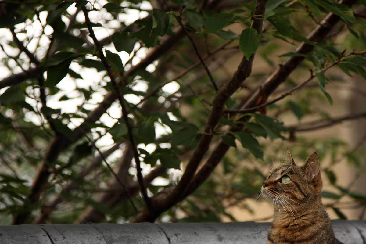 蝉の鳴く頃 | GANREF