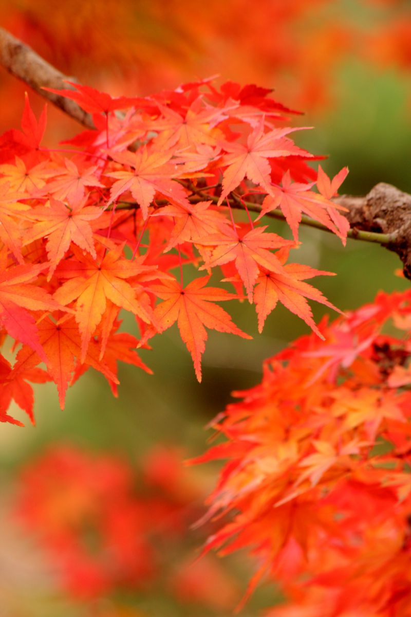 MOMIJI in Green | GANREF