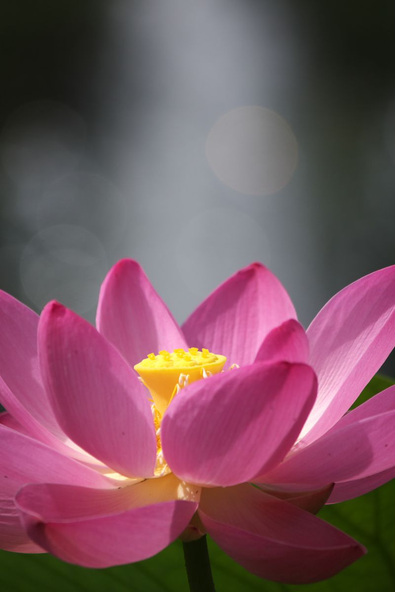 Summer Lotus (2013) | GANREF