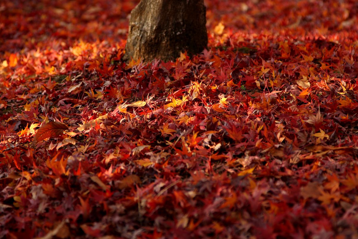 Autumn Leaves | GANREF