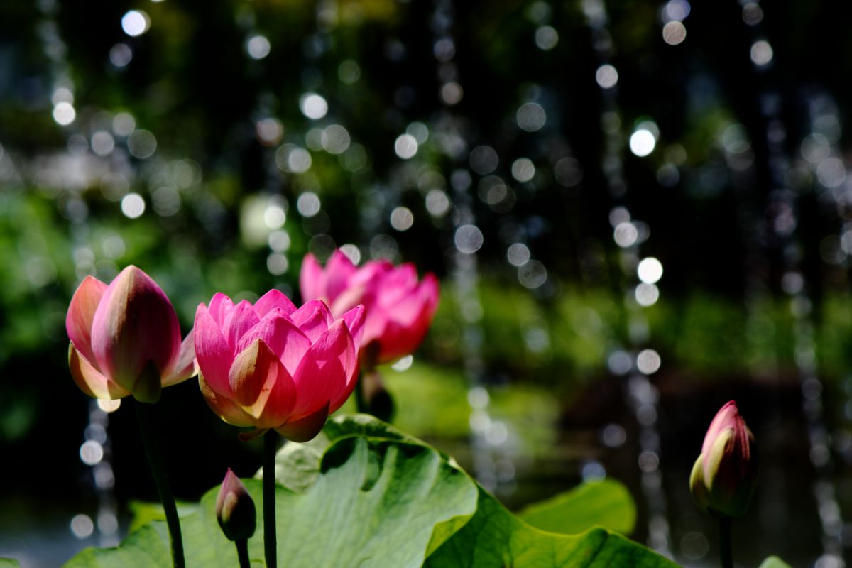 聖なる花に降る雪は (deep ver.) | GANREF