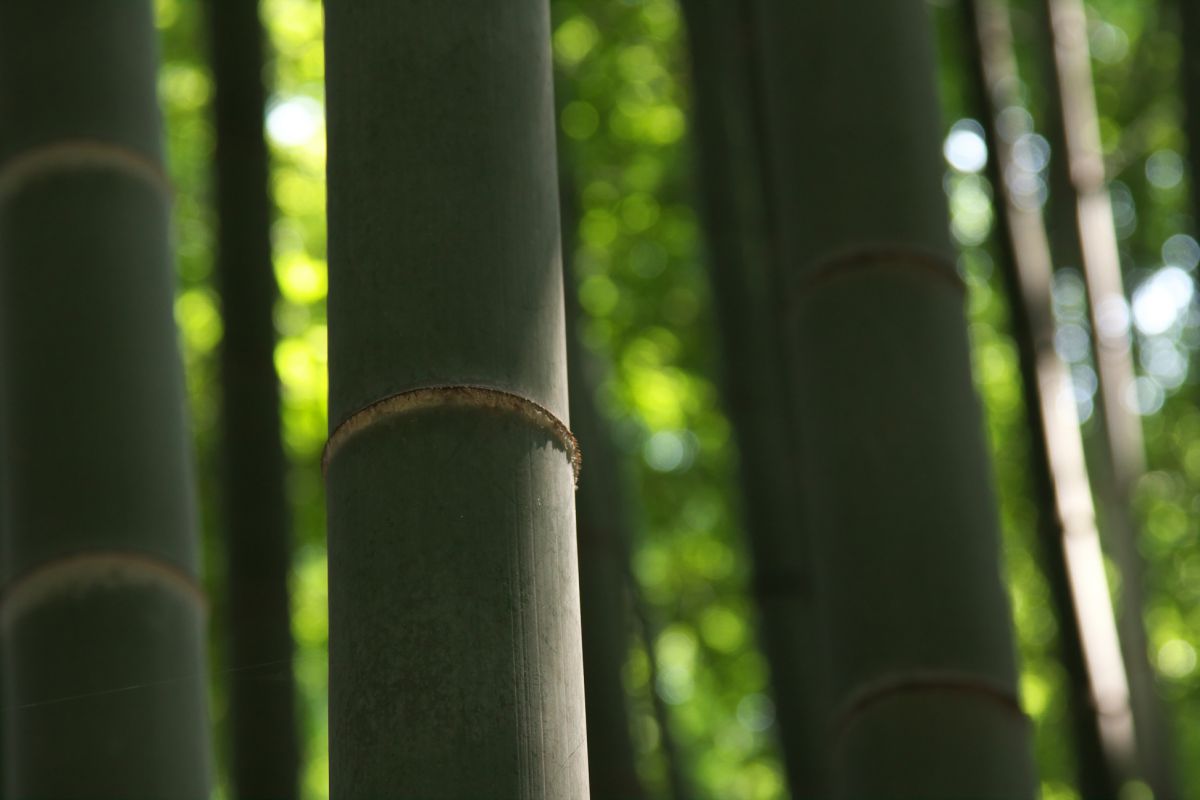 Summer Bamboo | GANREF