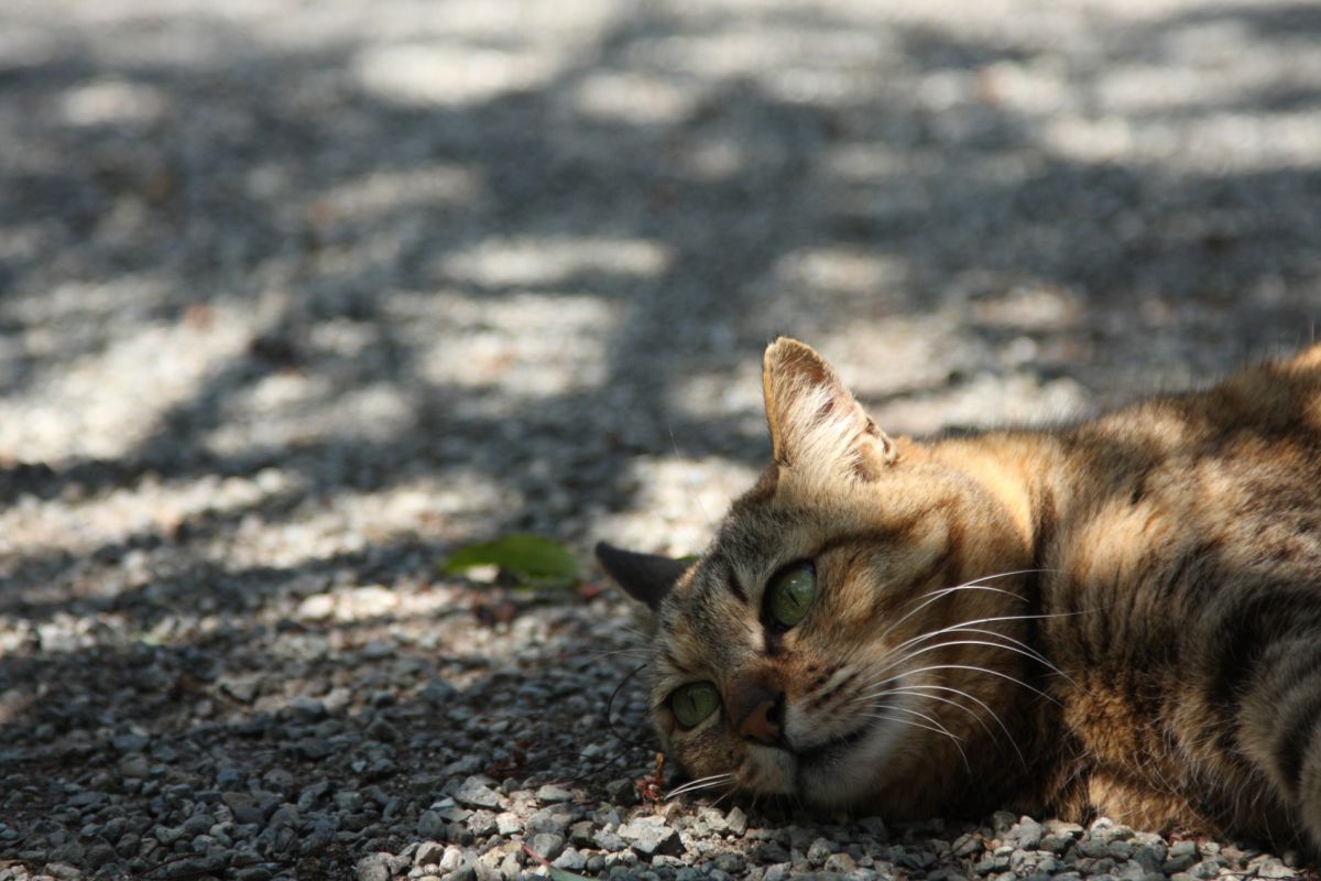 Cat in KO-MO-RE-BI | GANREF