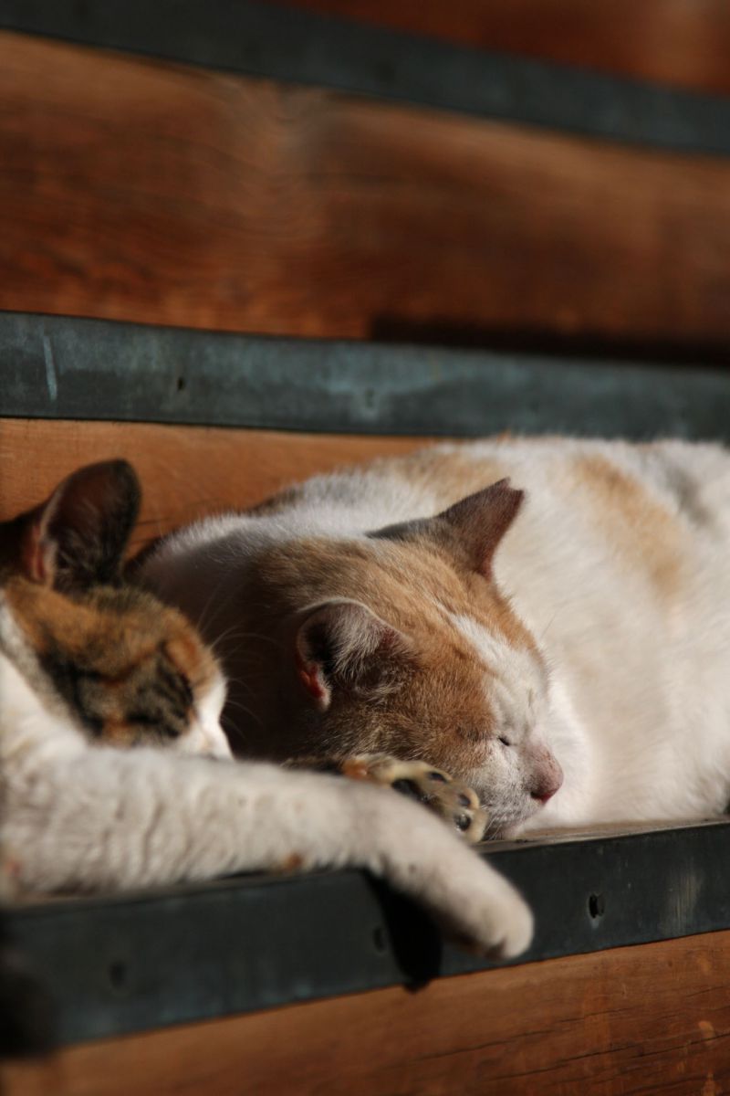 二人だけのひととき | GANREF