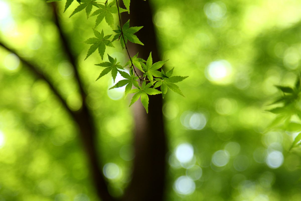 青もみじ | GANREF