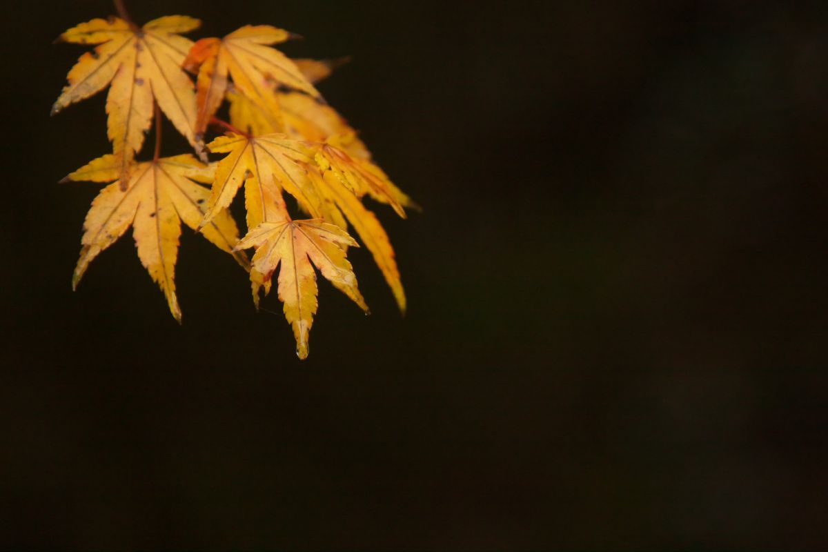 冬雨もみじ | GANREF