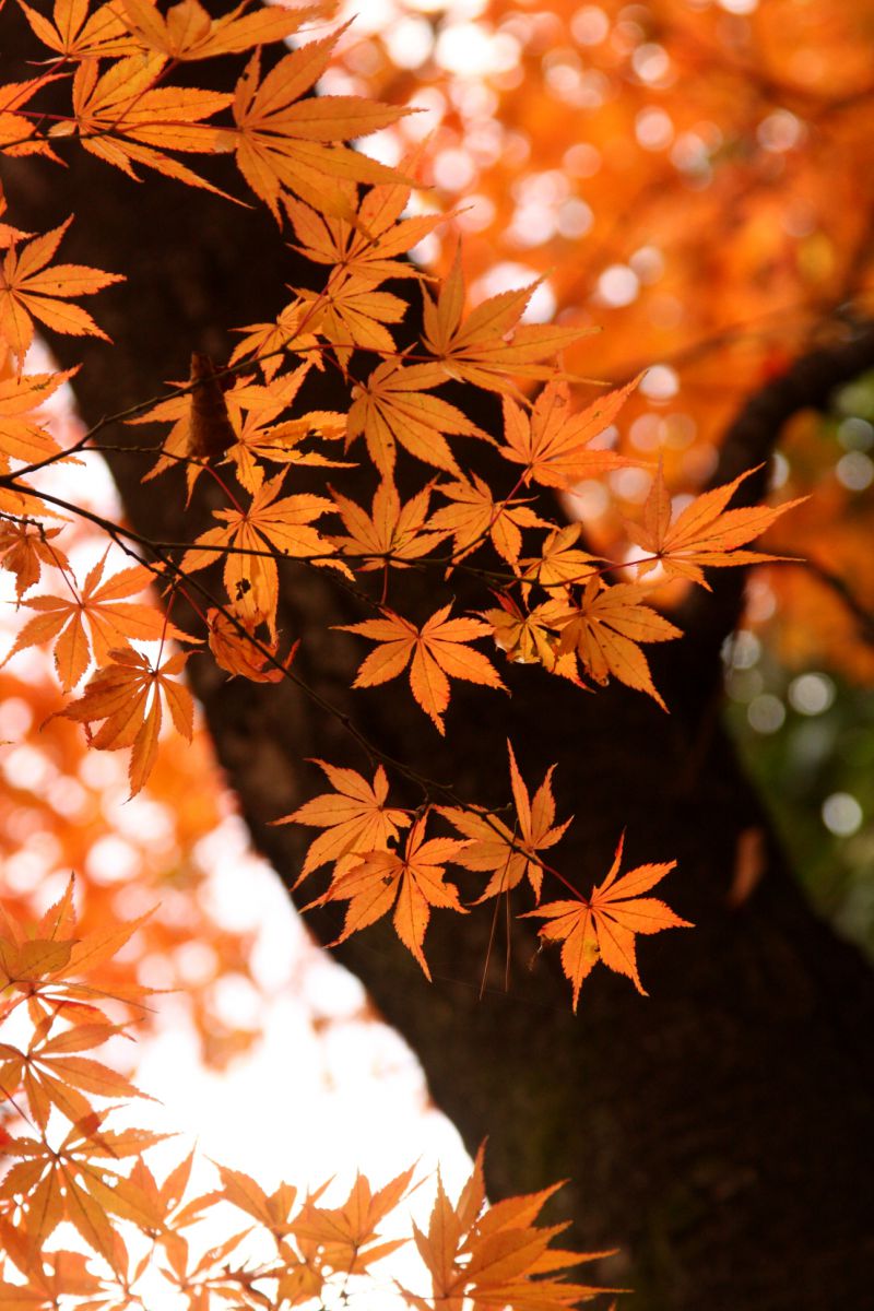 朱色の季節 | GANREF