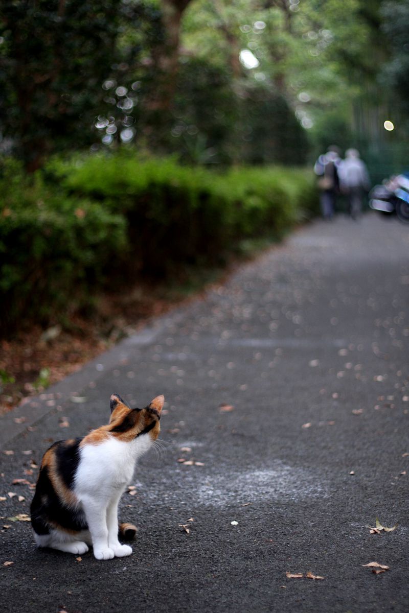 See you again | GANREF