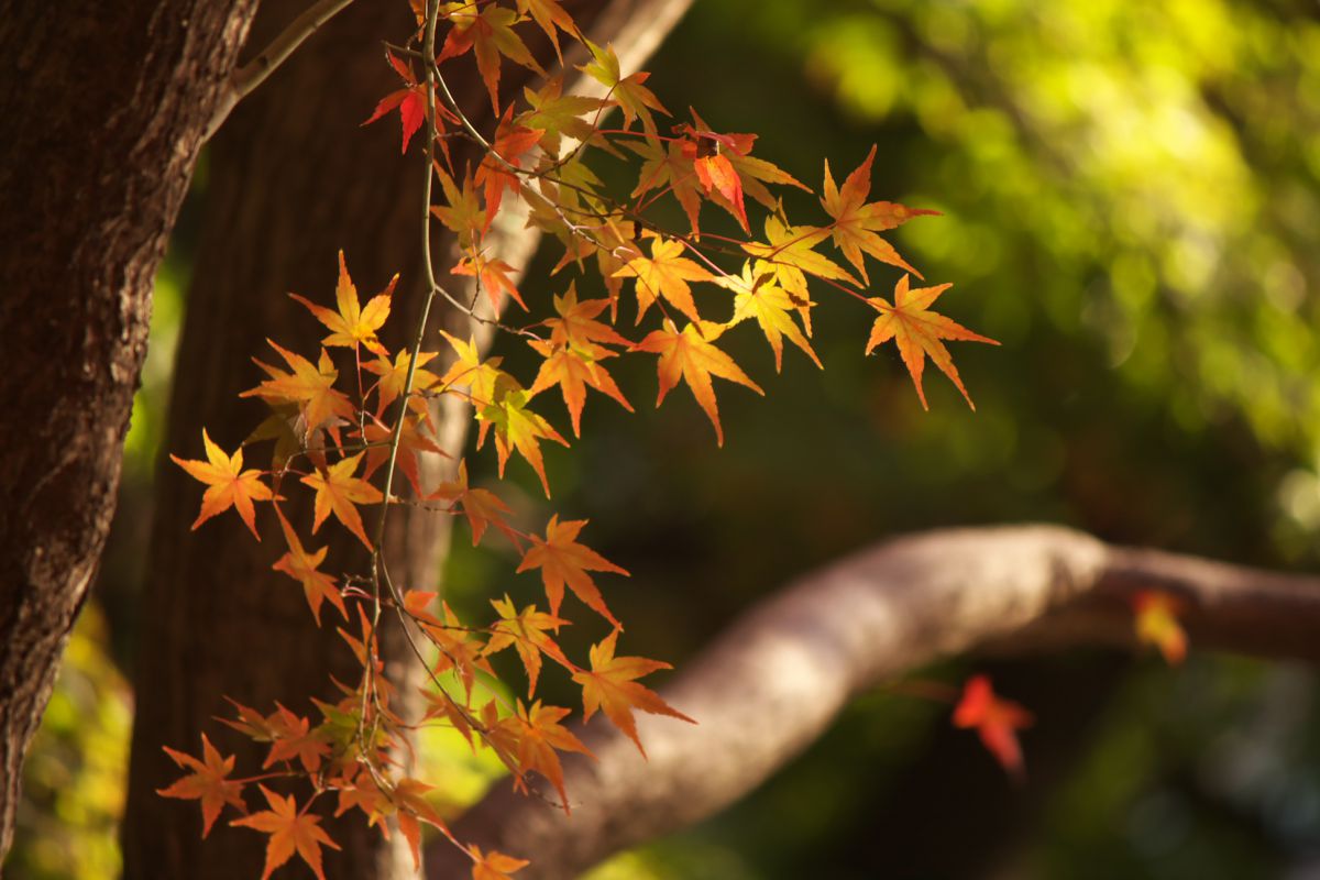 MOMIJI in Green | GANREF