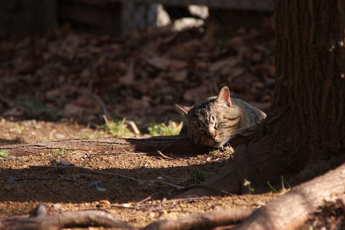 ようやく春 | GANREF
