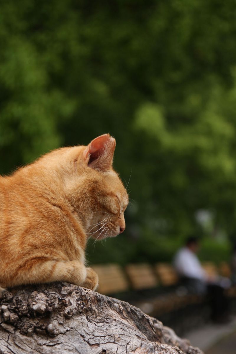 新緑の頃 | GANREF