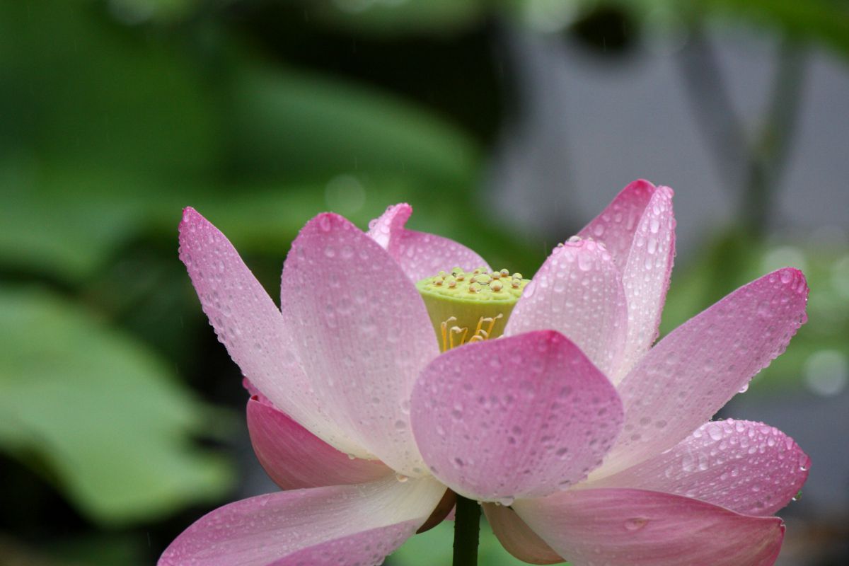 Lotus in Raindrops | GANREF
