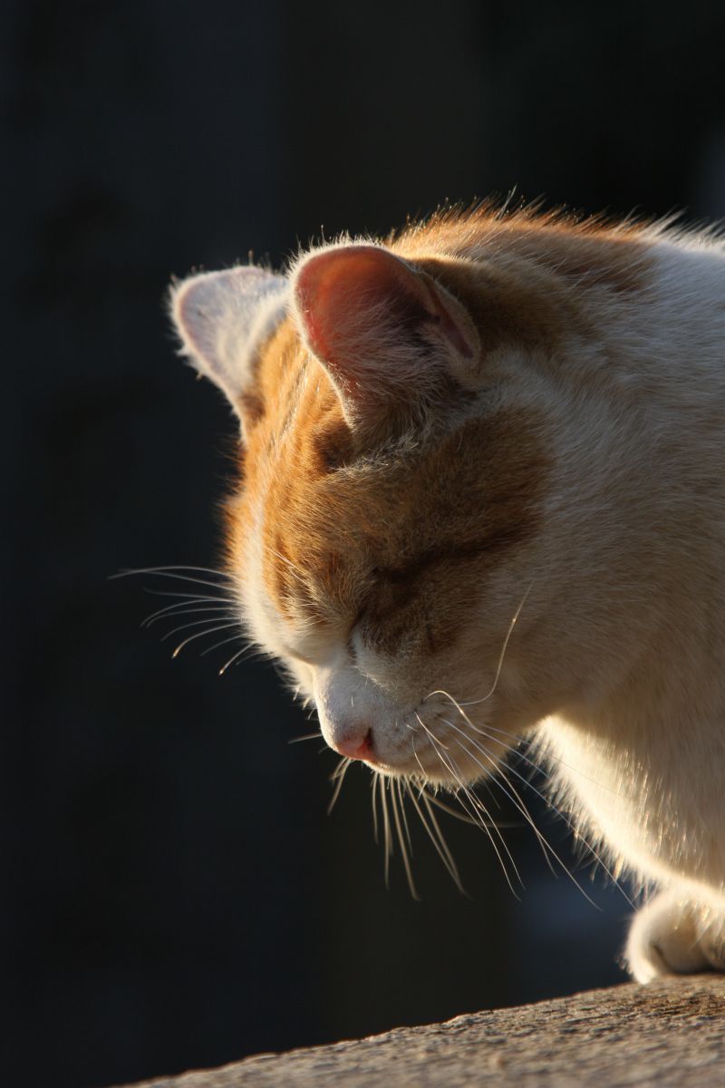 うとうと | GANREF