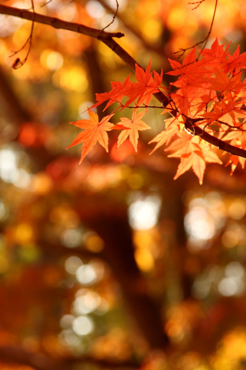 Brilliant in Autumn | GANREF