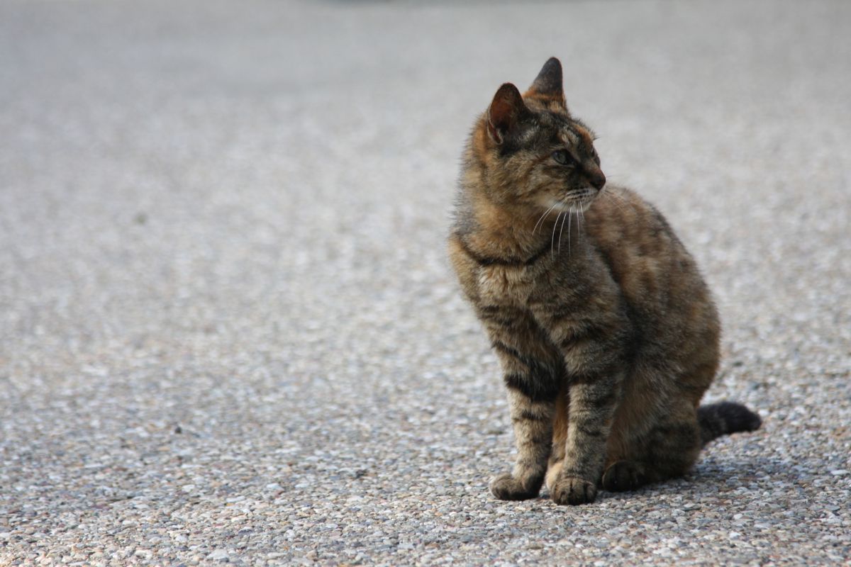 Goodbye & Hello | GANREF