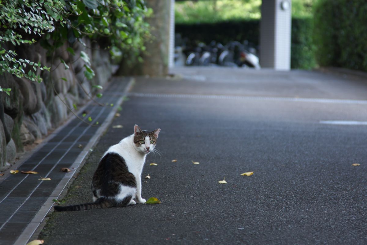 Did you call me? | GANREF