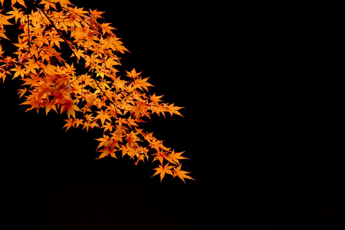 MOMIJI in Black | GANREF