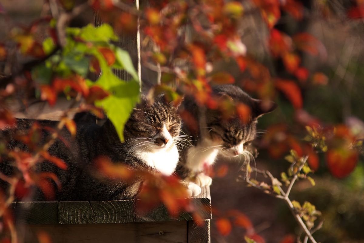 Cats in Autumn | GANREF