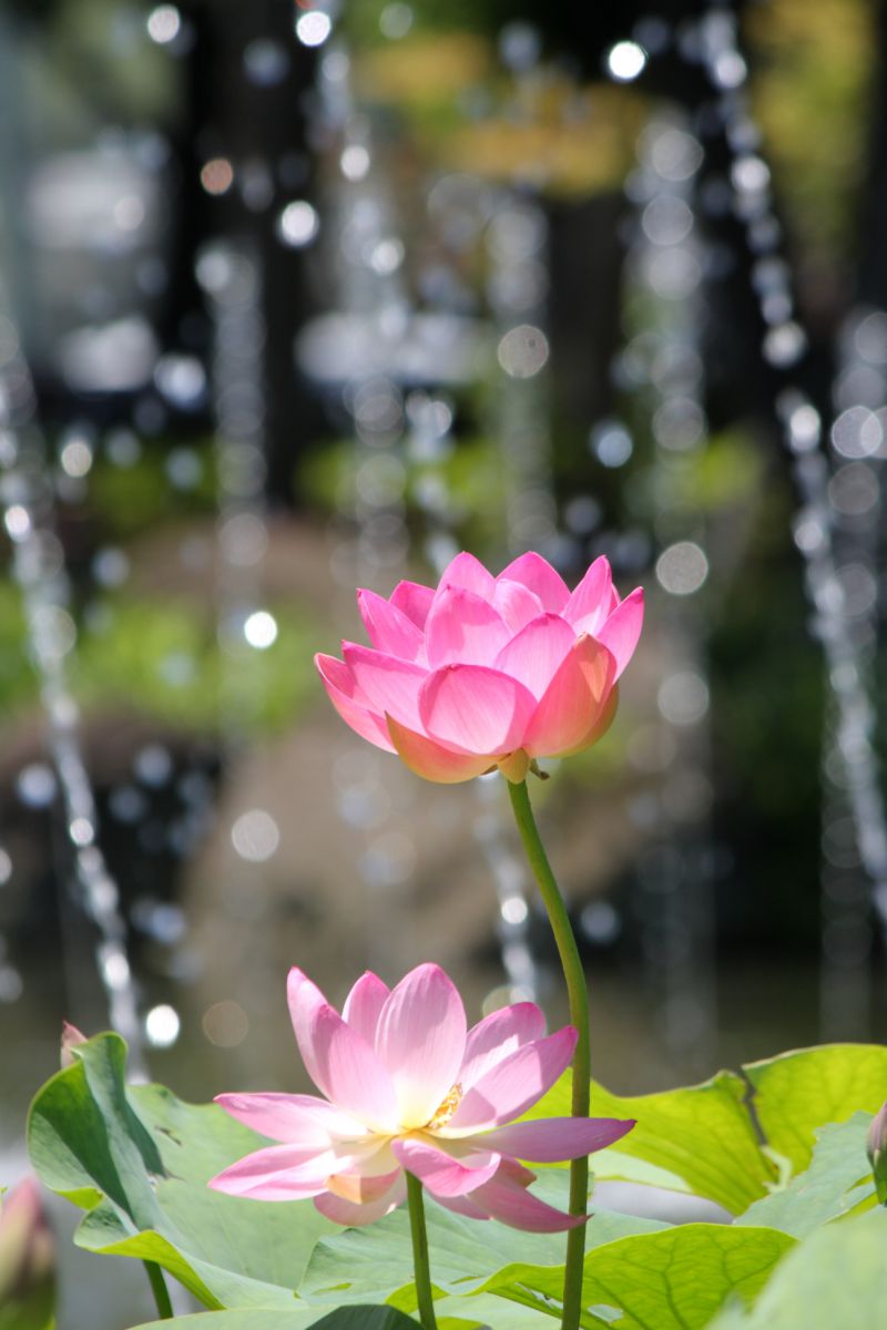 聖なる花に降る雪は | GANREF