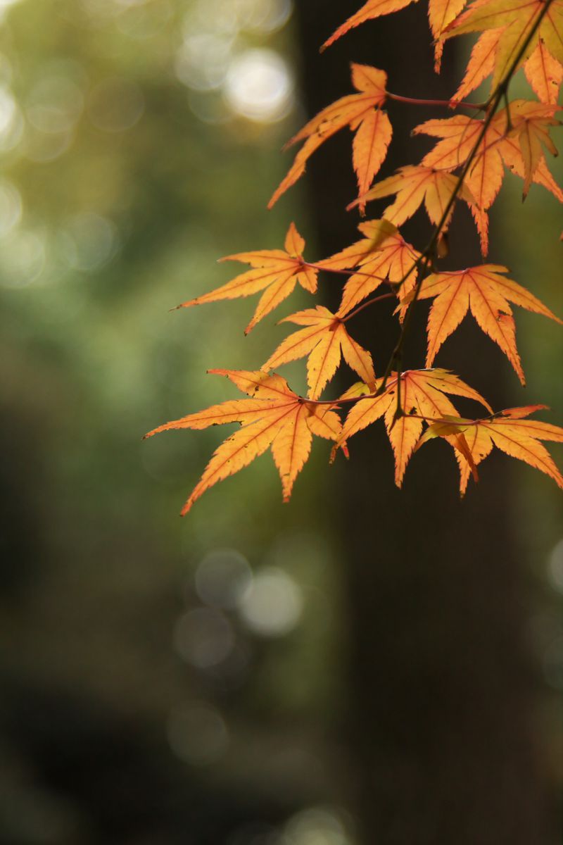 錦秋への誘い | GANREF