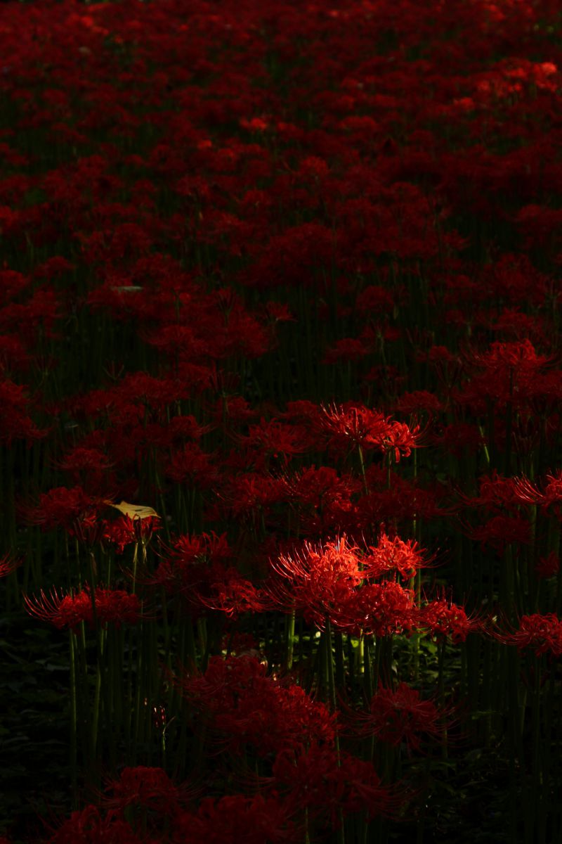 秘密の花園 (2014) | GANREF